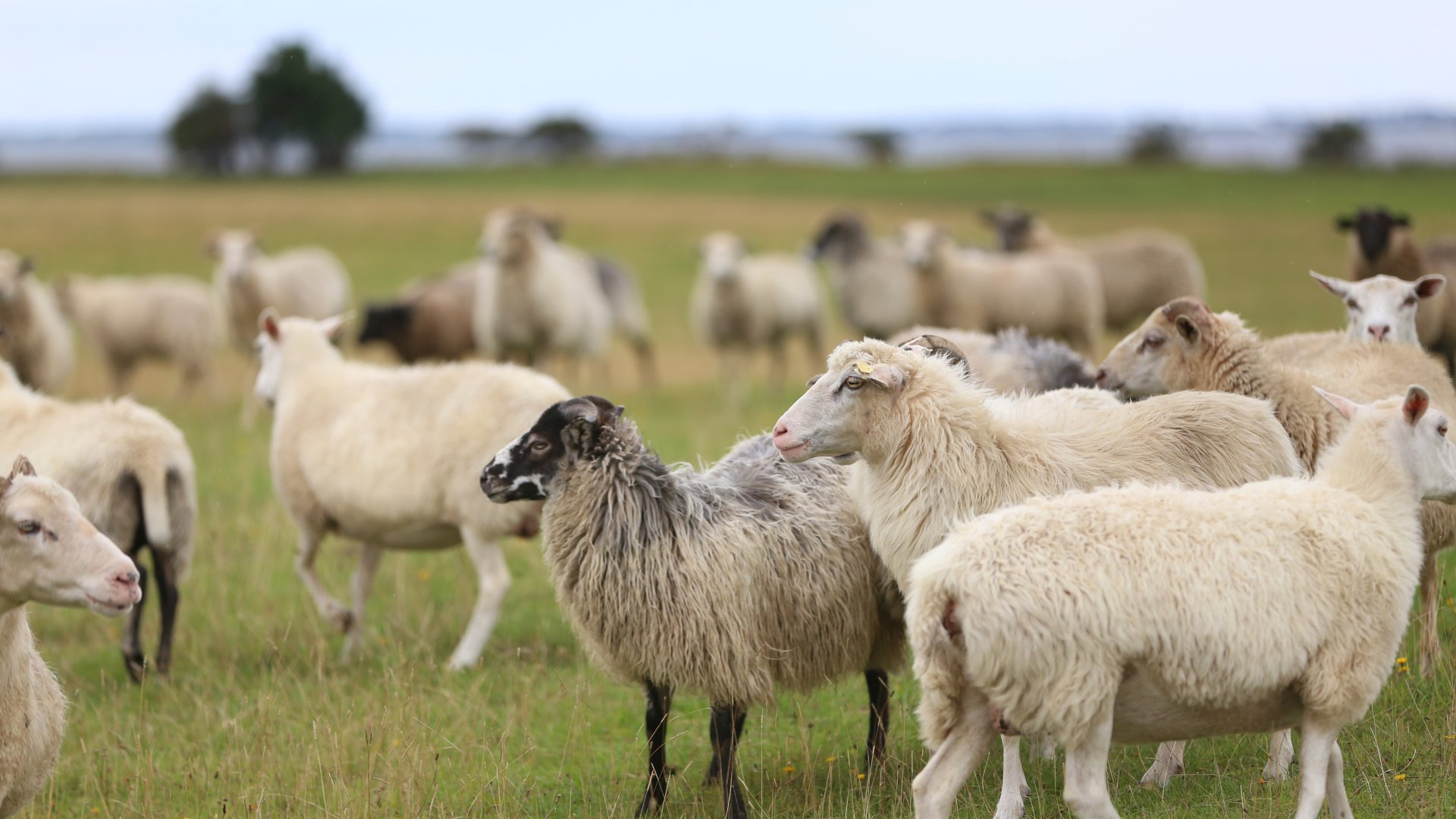 Das Unternehmen der Familie Schilling • Insel Oehe